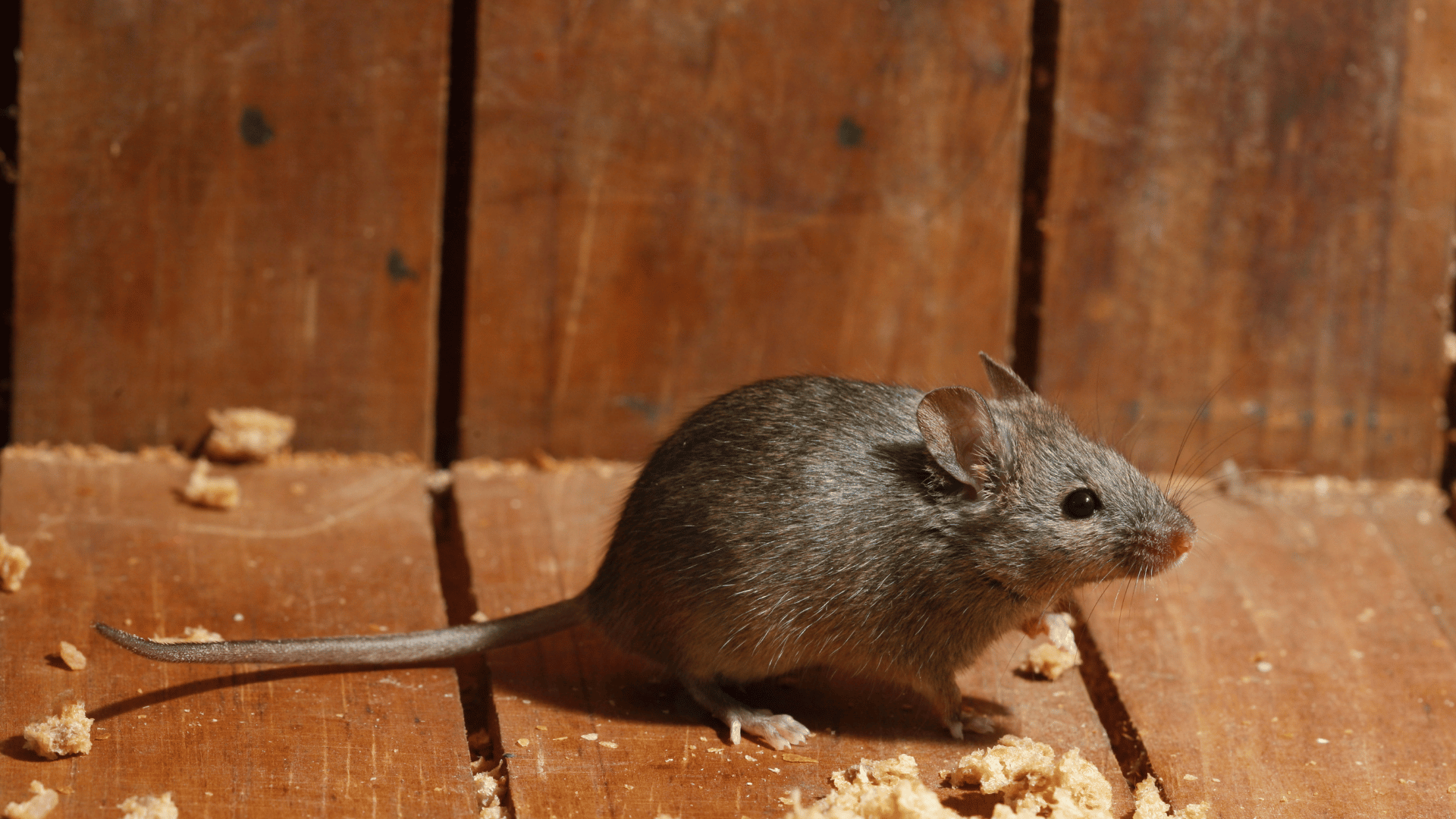 Camundongo - Lunar Dedetizadora